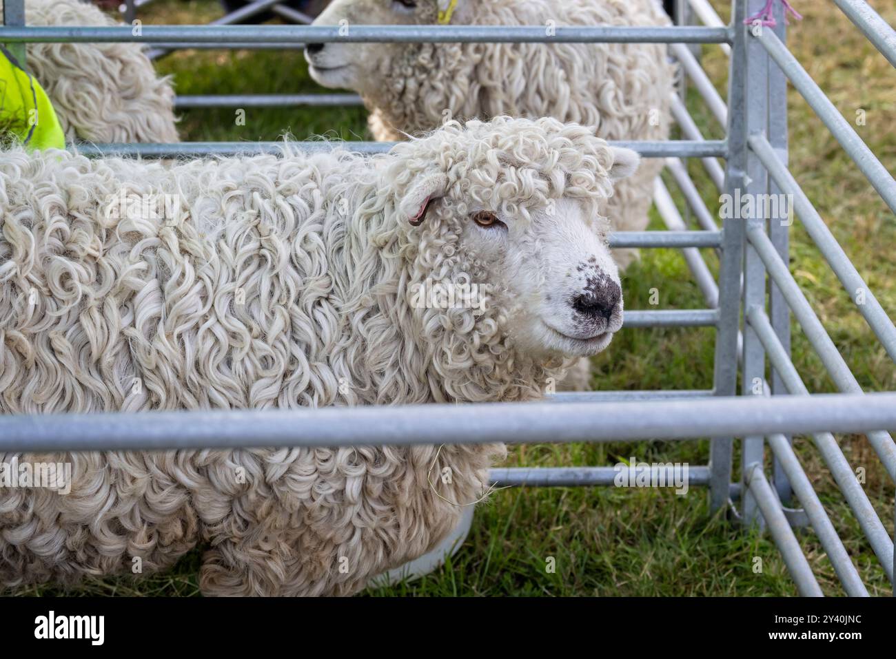 A curly haired sheep in a pen at the Frome Cheese Show, Somerset, UK on ...