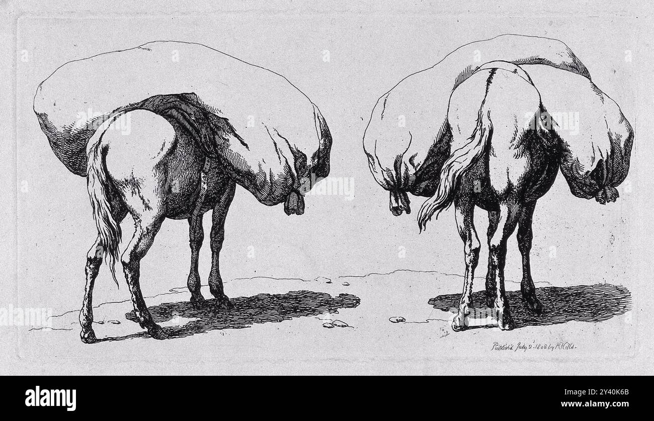 Two mules hi-res stock photography and images - Alamy