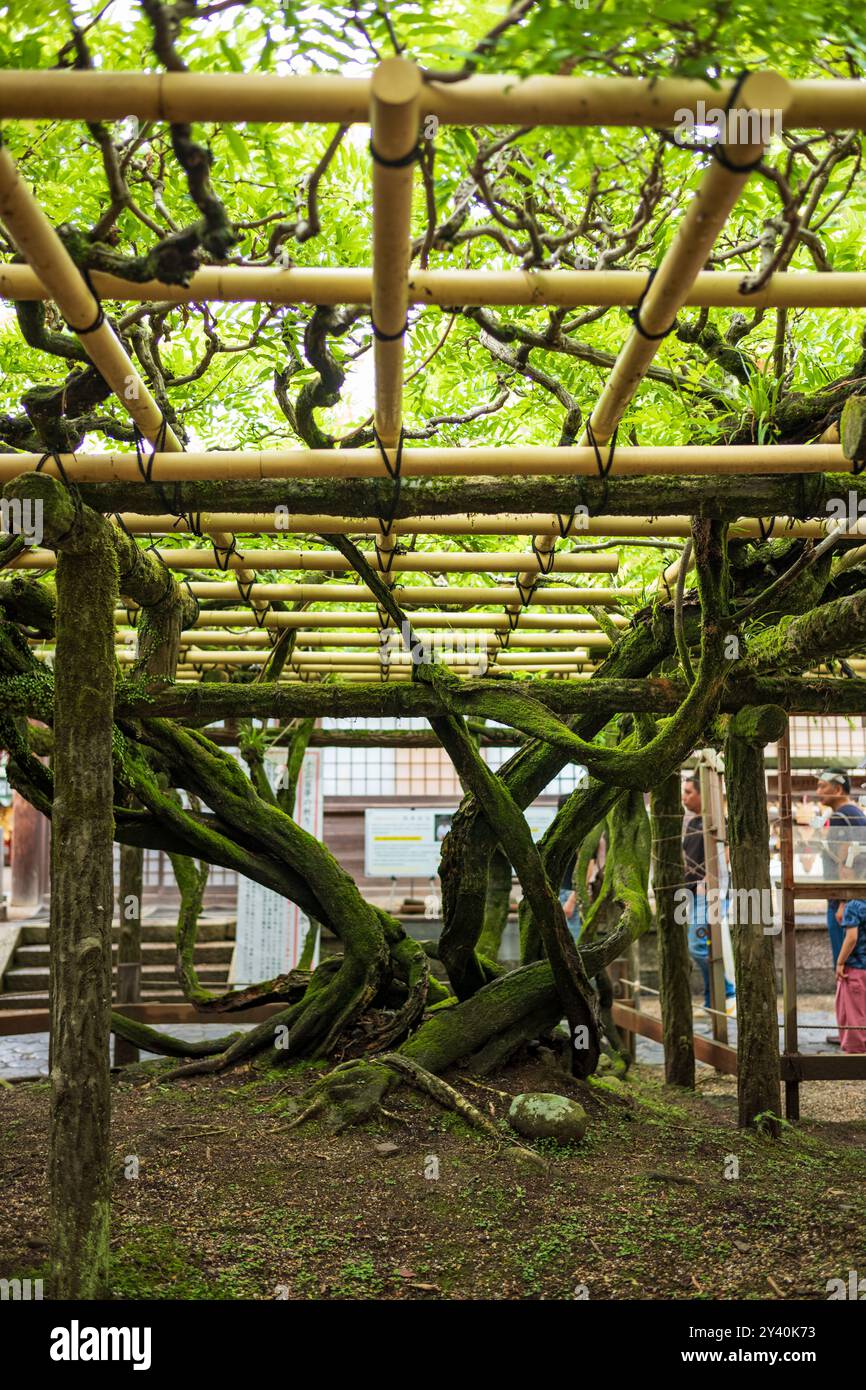 Nara, Japan, June 18, 2024: Exploring the colorful Kasuga Taisha Shrine ...
