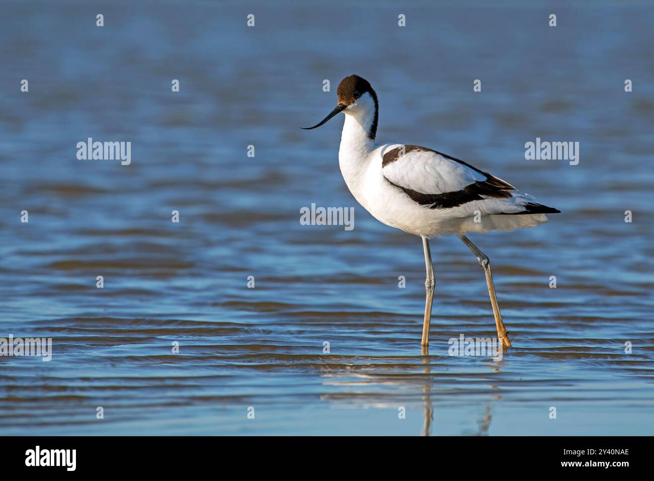 Pied avocet (Recurvirostra avosetta) captured close up in the blue ...
