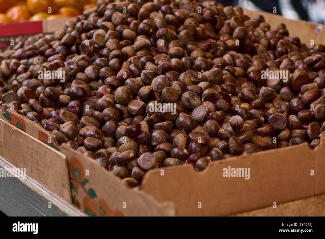 Acorn isolated and new york hi-res stock photography and images - Alamy