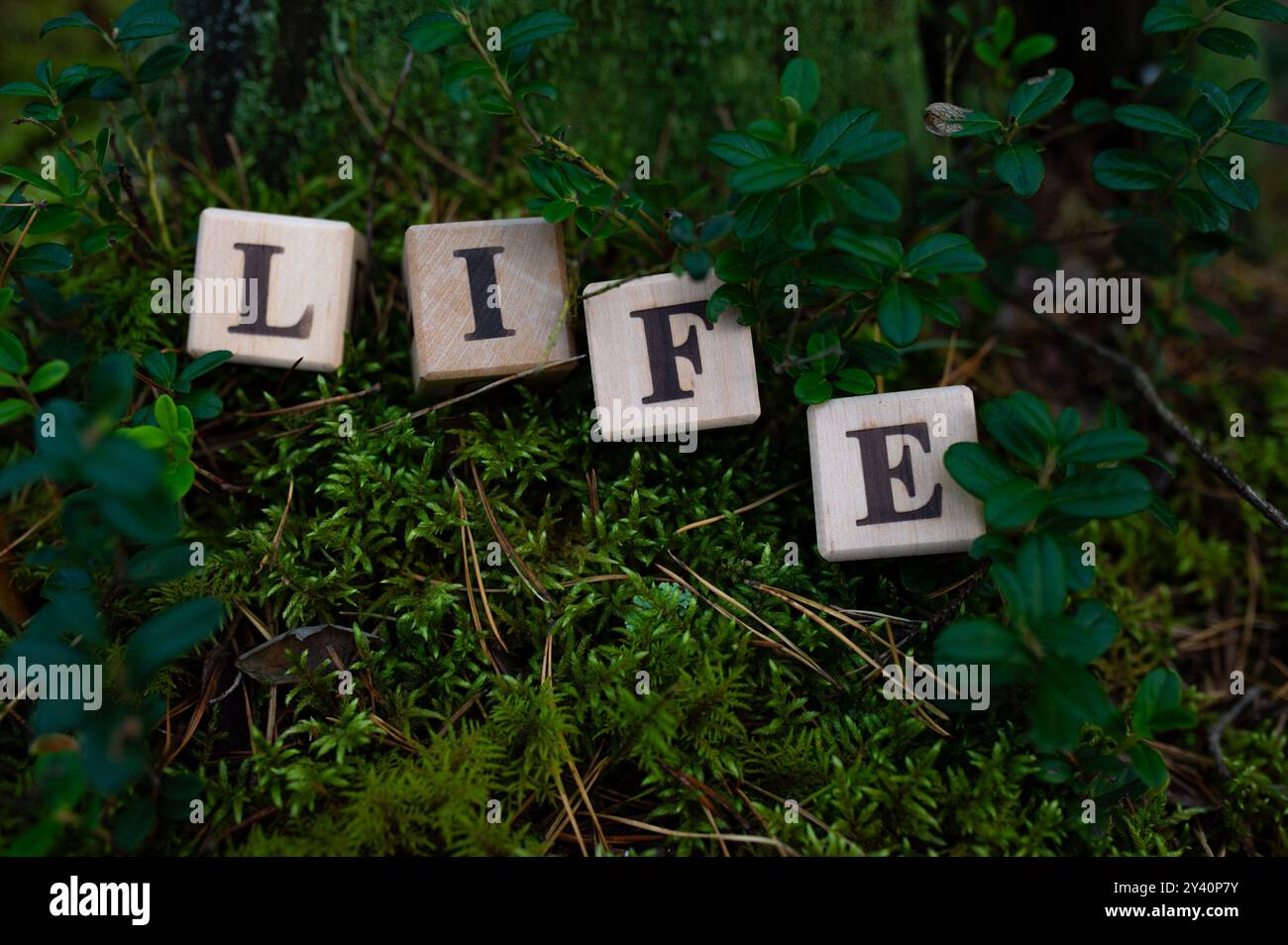 Celebration of Life Day on January 22. World Nature Conservation Day ...