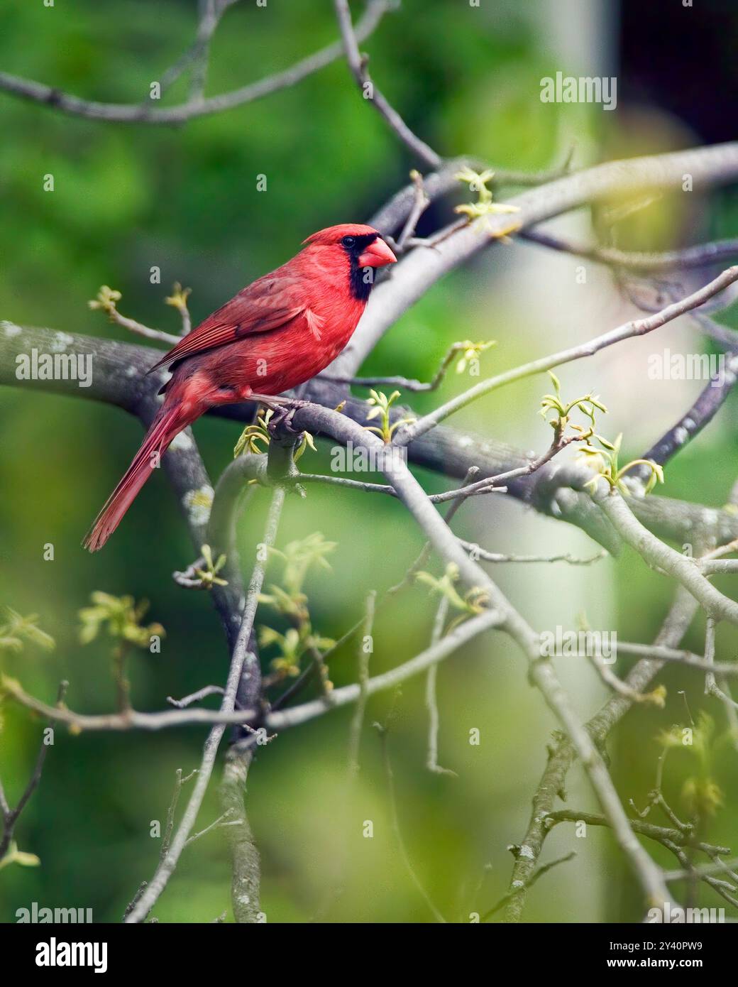 Spring arrival birds male hi-res stock photography and images - Alamy