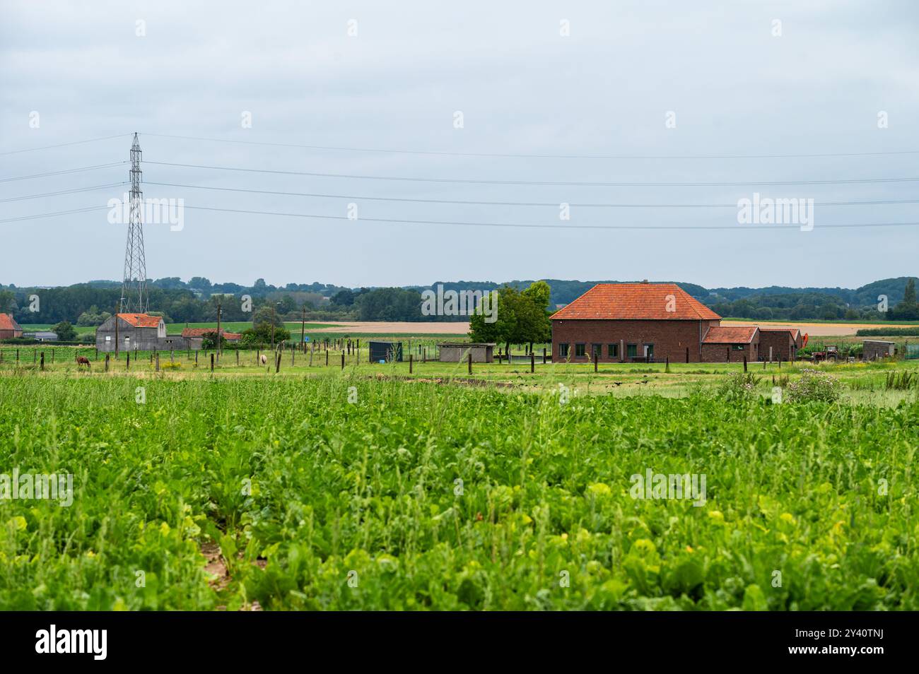 Sugar beet fields at the Flemish countryside around Breisem, Tienen ...