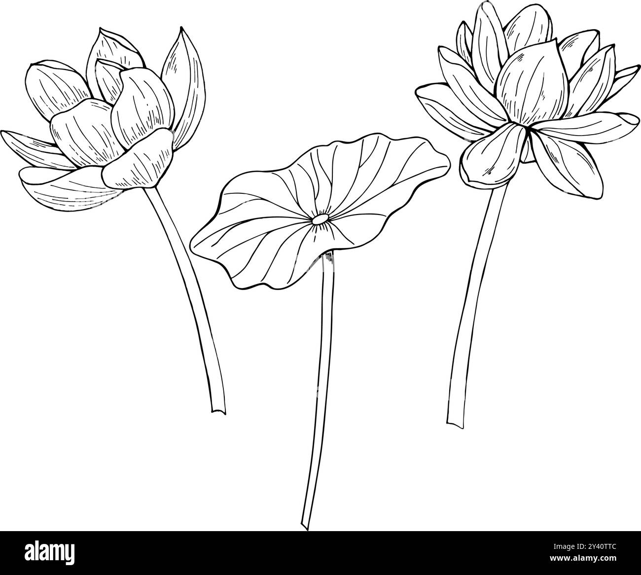 Two monochrome blooming Lotus flowers with leaf line art black ink ...