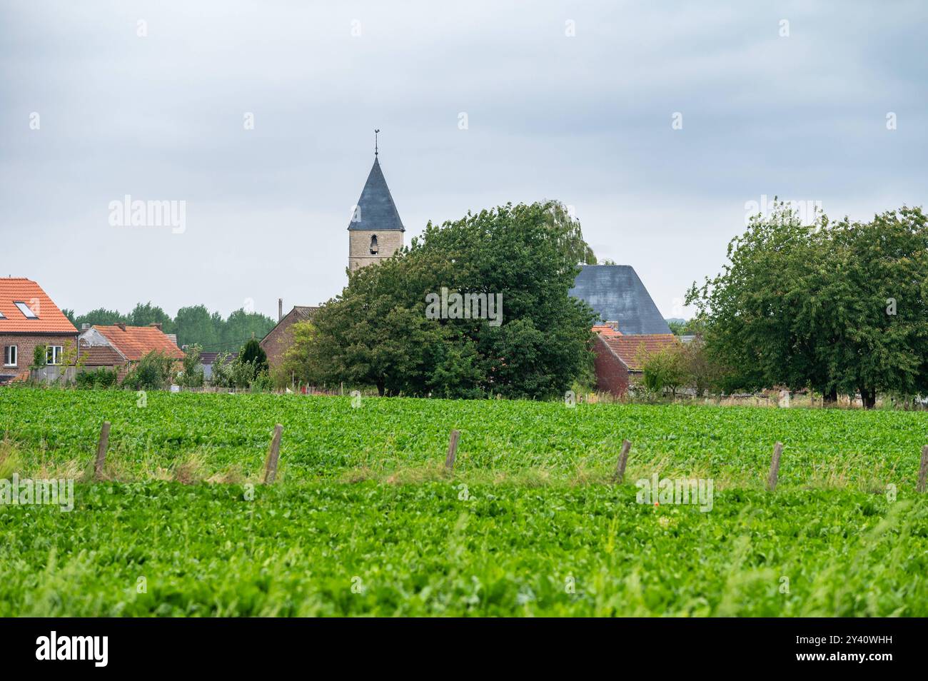Sugar beet fields at the Flemish countryside around Breisem, Tienen ...