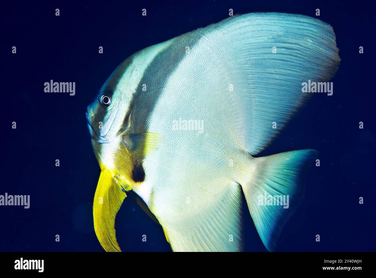 Longfin spadefish on Mbike Wreck Stock Photo - Alamy