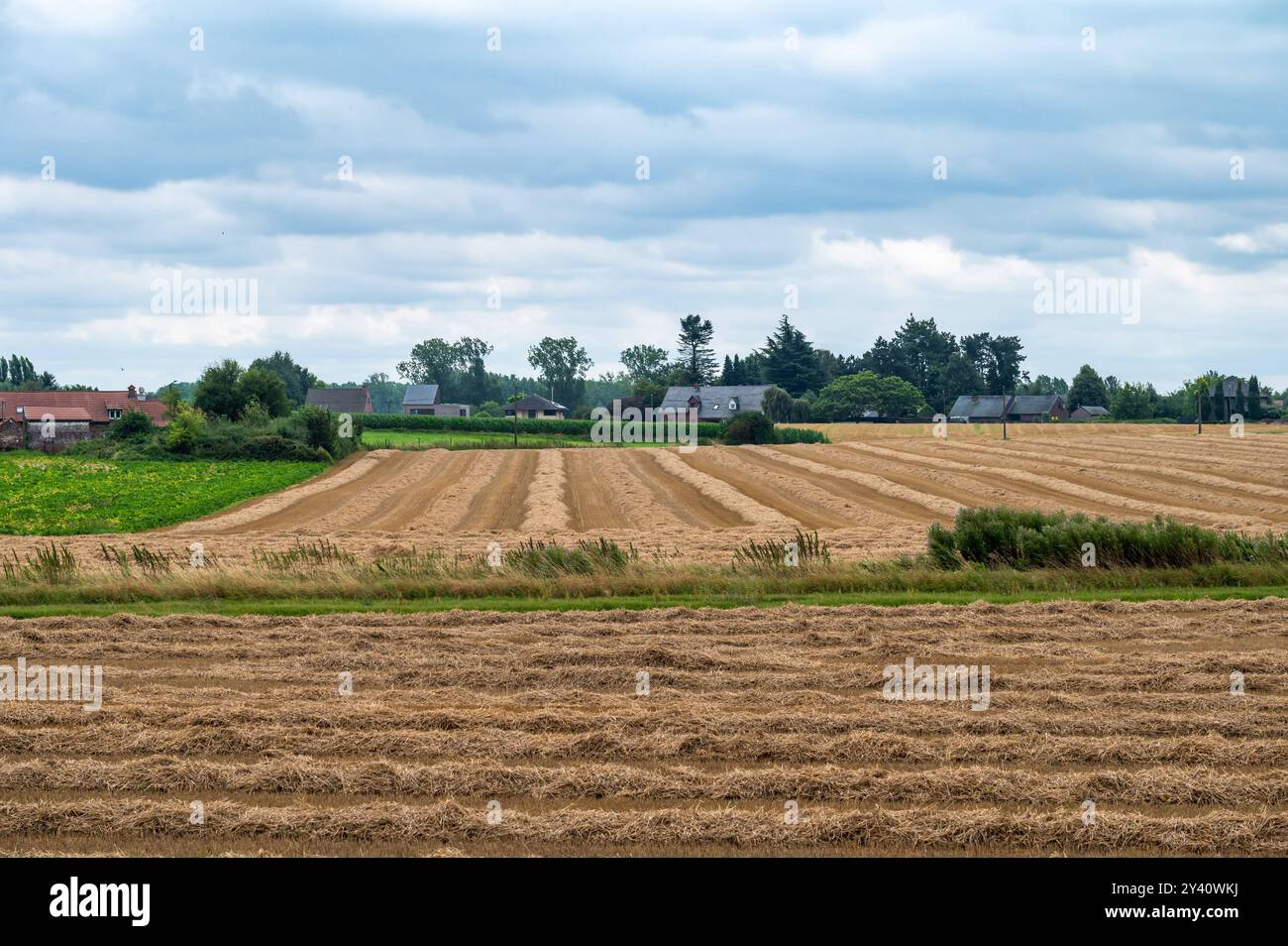 Golden wheat agriculture fields at the Flemish countryside in Tienen ...