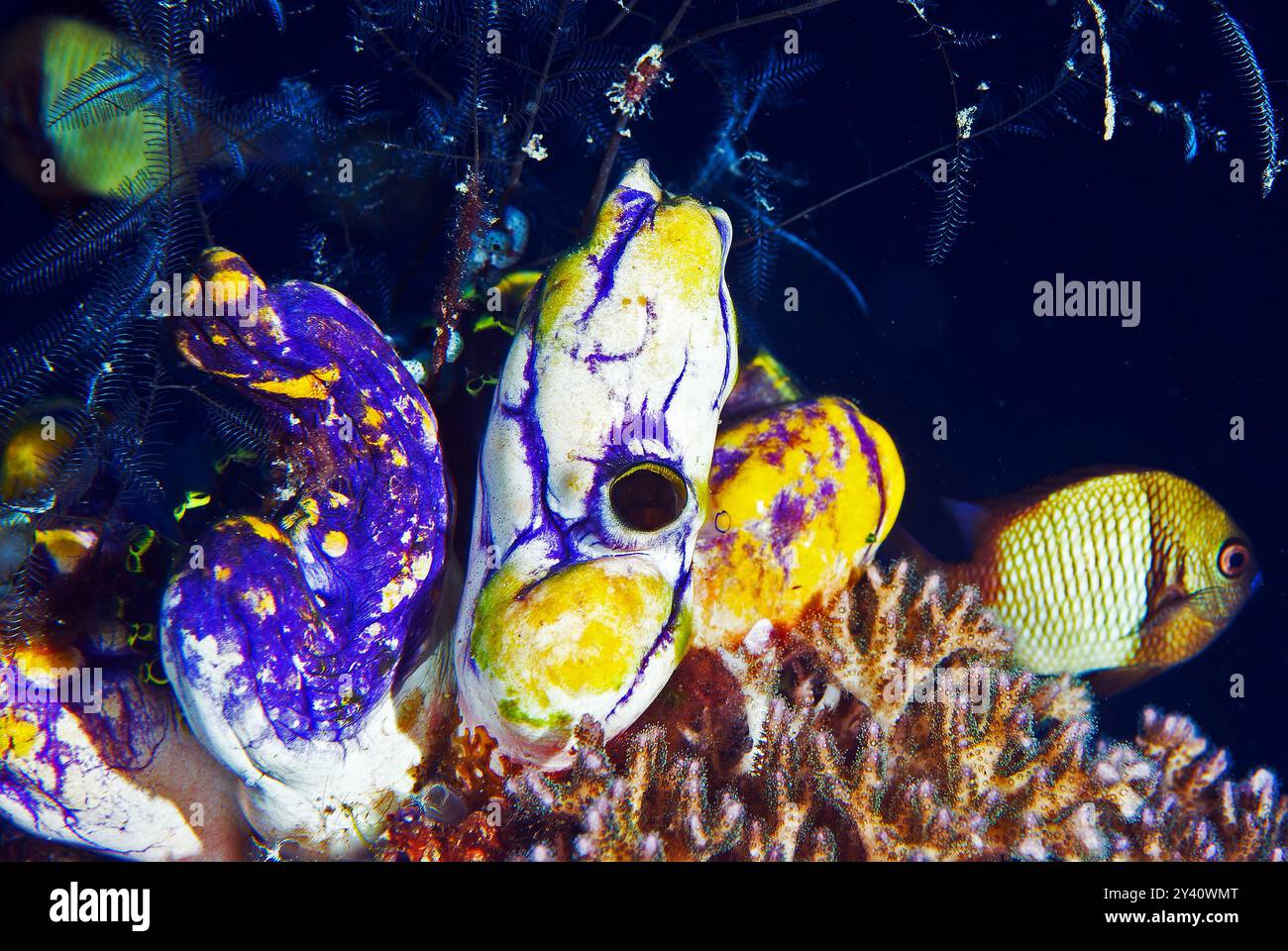 Large tunicates and reticulated damselfish on the Mbike Wreck Stock ...
