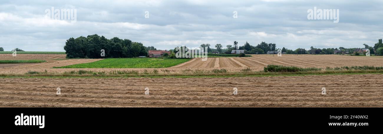 Golden wheat agriculture fields at the Flemish countryside in Tienen ...