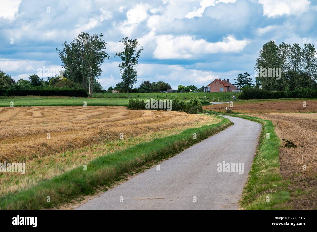 Bending countryroad through golden wheat fields in Wommersom, Brabant ...