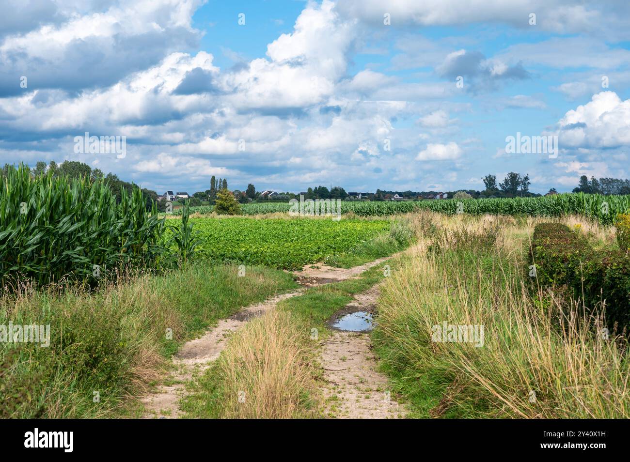 Colorful agriculture fields and blue sky at the Flemish countryside in ...