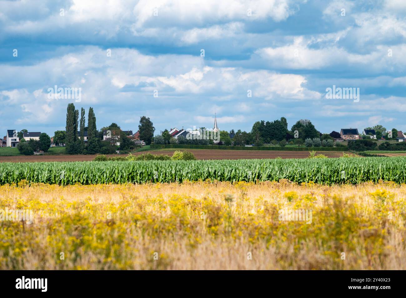 Colorful agriculture fields and blue sky at the Flemish countryside in ...