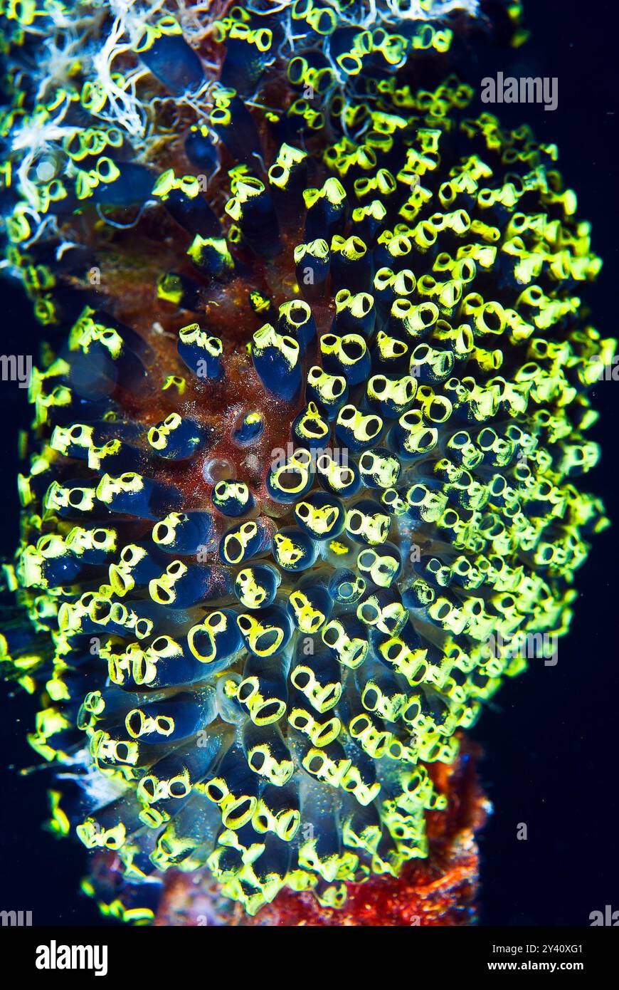 Colony of tunicates on Mbike Wreck Stock Photo - Alamy