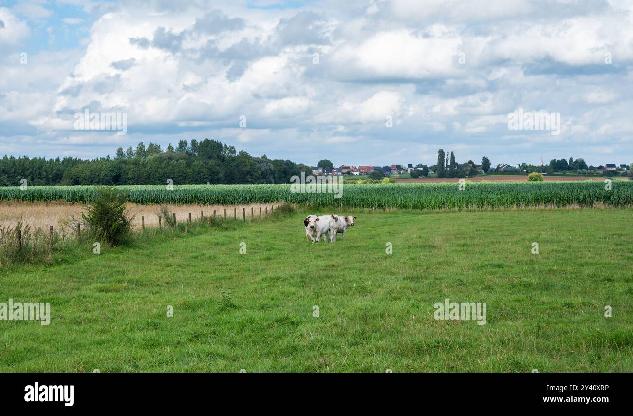 Colorful agriculture fields and blue sky at the Flemish countryside in ...