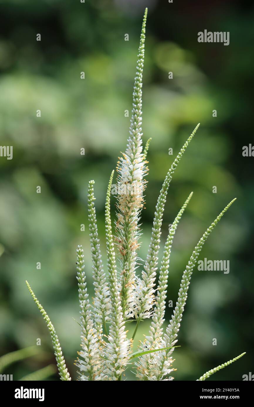 Culver's root growing in summer sunshine Stock Photo - Alamy