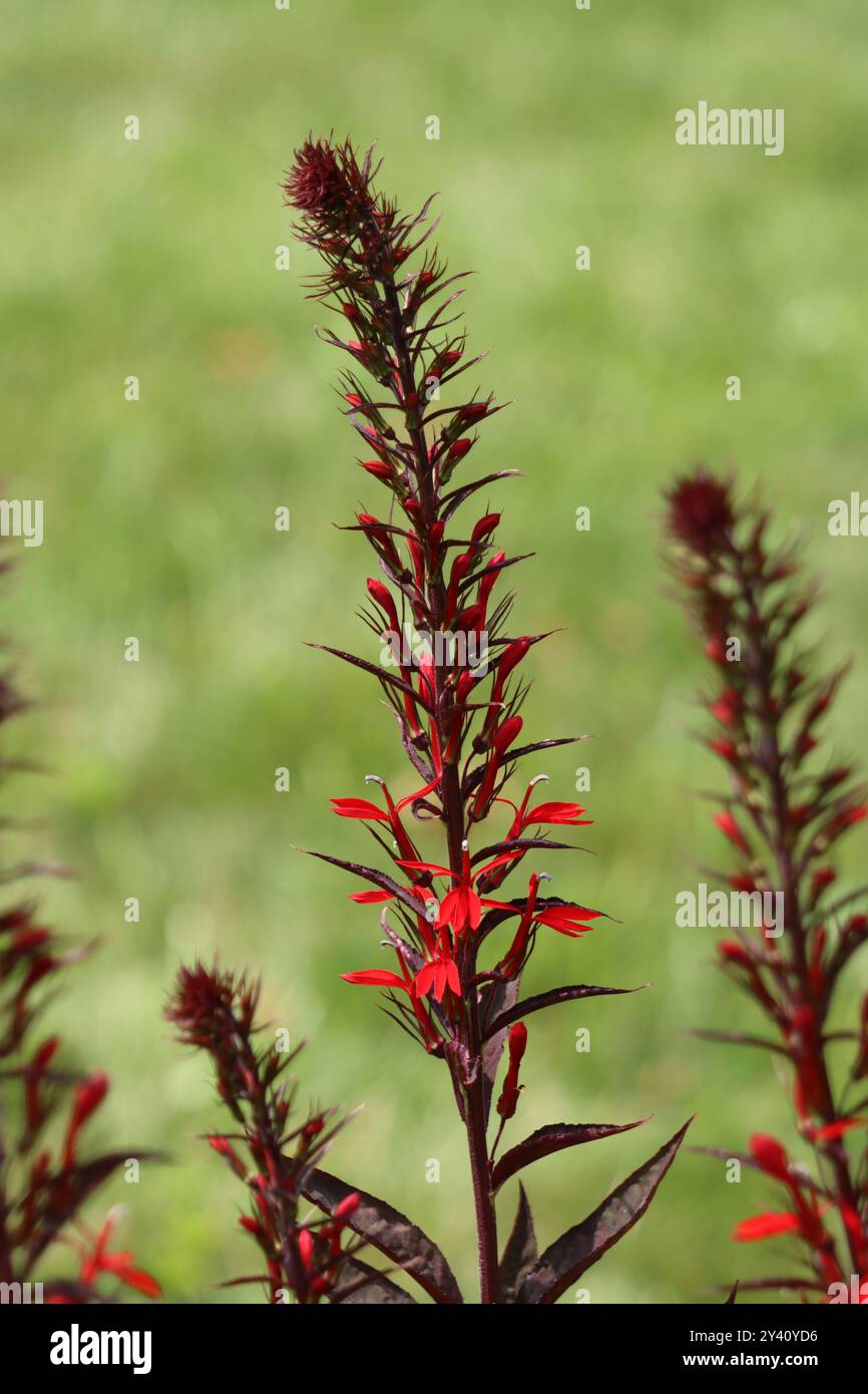 Scarlet cardinal hi-res stock photography and images - Alamy