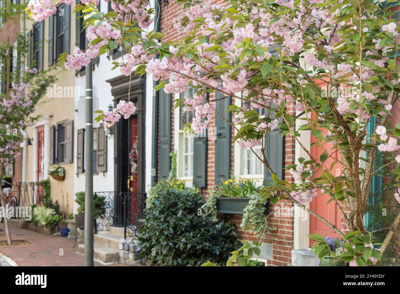 Row Homes on street in Philadelphia with Cherry Tree in Bloom, Fitler ...