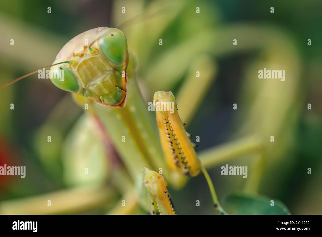Praying mantis eating butterfly hi-res stock photography and images - Alamy