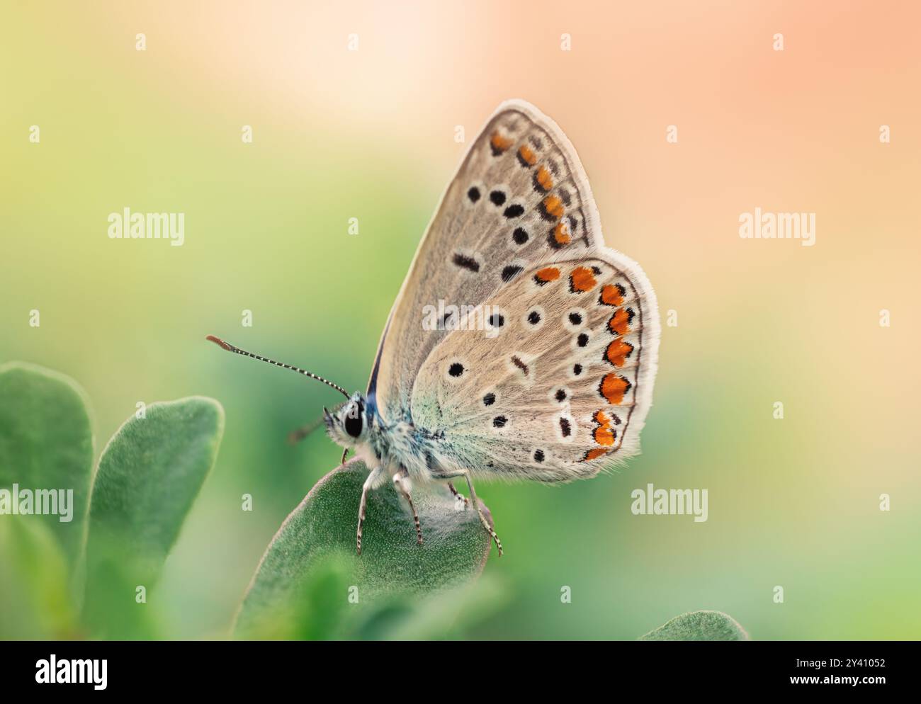 CloseUp Macro Photography of a Tiny Butterfly Natural Beauty Captured Up Close Stock Photo - Alamy