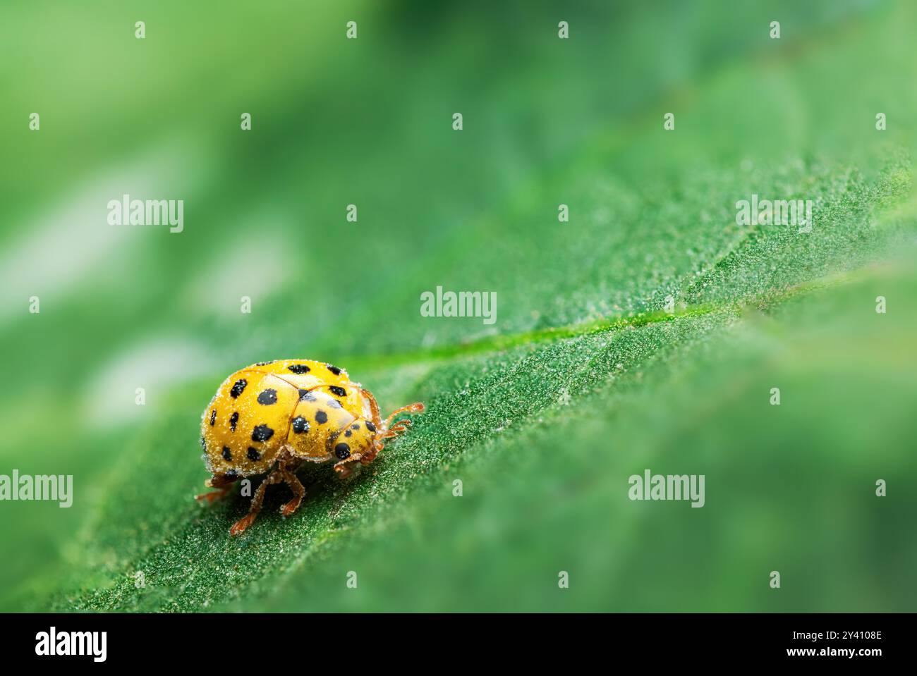 Yellow ladybug on the green leafr. Ladybird insect macro shot Stock ...