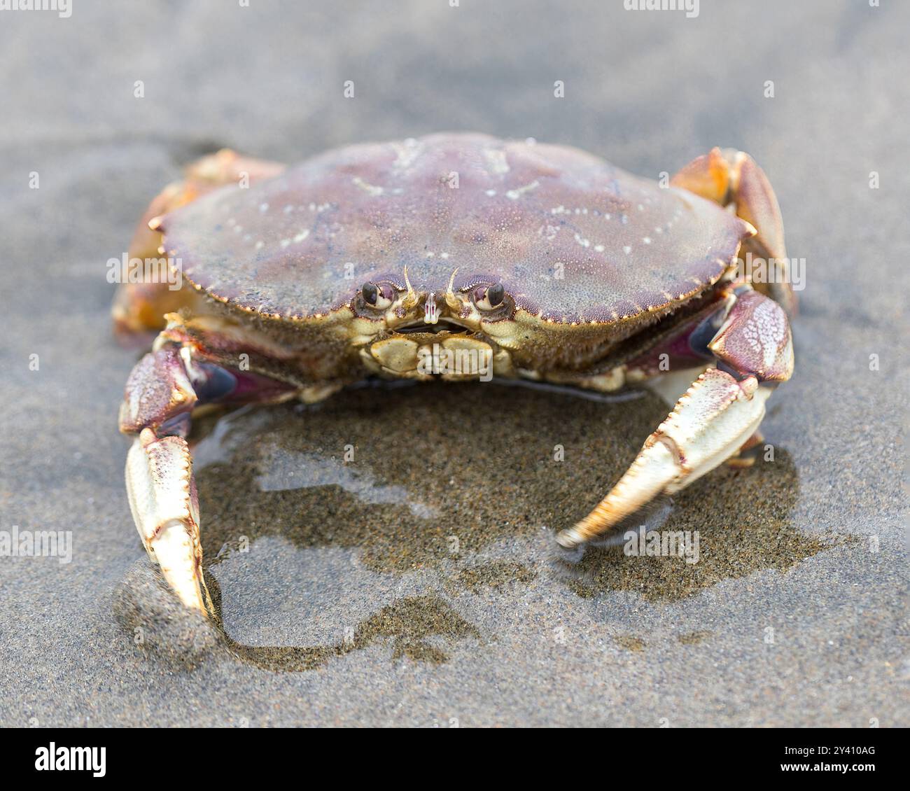 San francisco live beach sand claw hi-res stock photography and images ...
