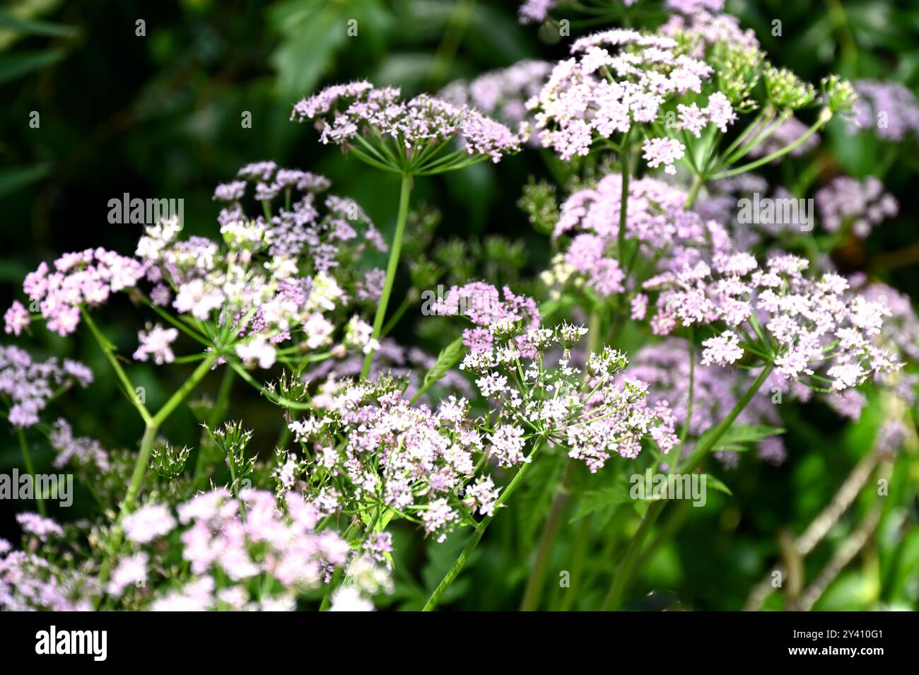 Delicate pink and white spring flowers of hairy chervil, Chaerophyllum ...