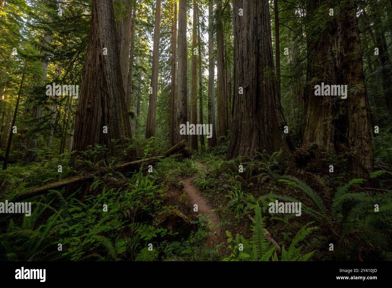 Trunks Of Giant Redwood Trees Dwarf The Trail Through The Forest along ...