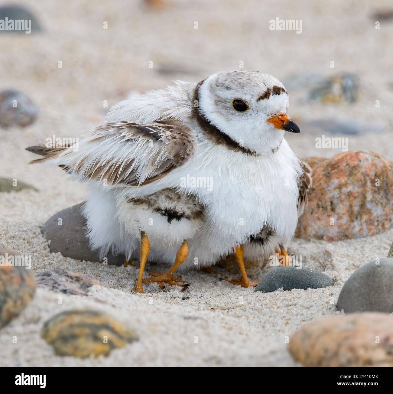 Piping Plover and two chicks at Allen's Pond Wildlife Sanctuary ...