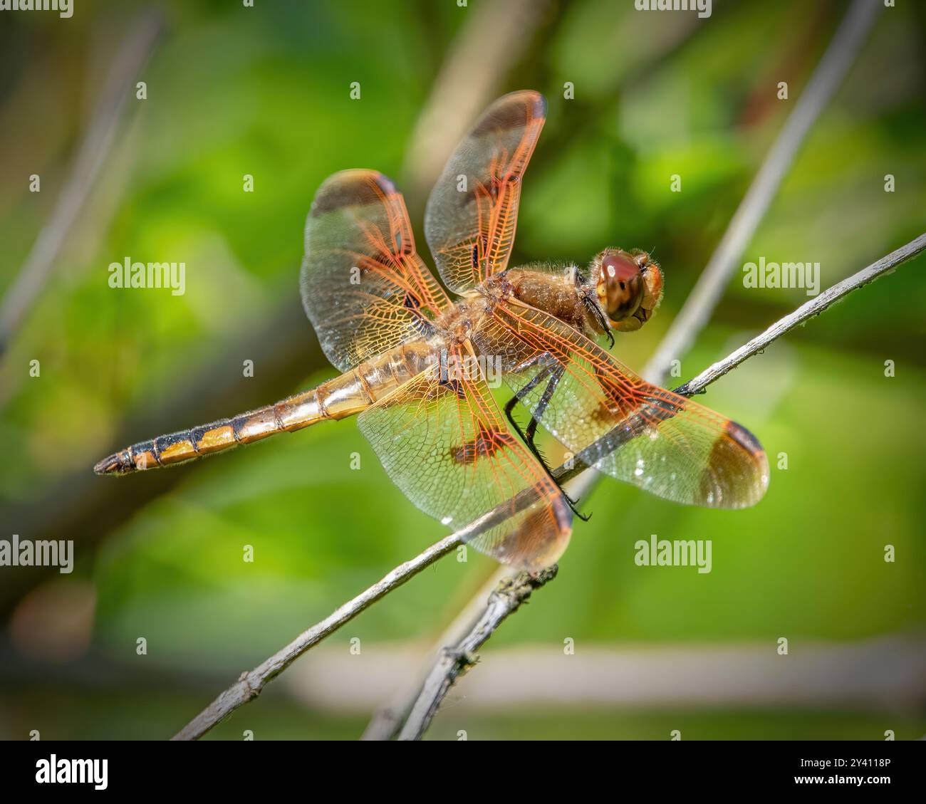 Painted Skimmer Dragonfly in Grassi Bog Conservation Area, Marion ...