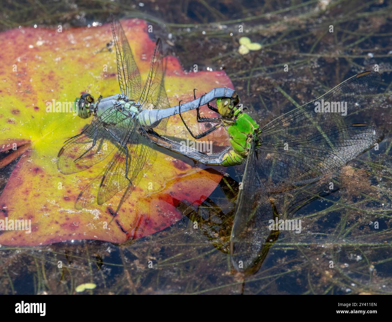 Eastern Pondhawk Dragonflies mating in Charles R. Washburn Memorial ...