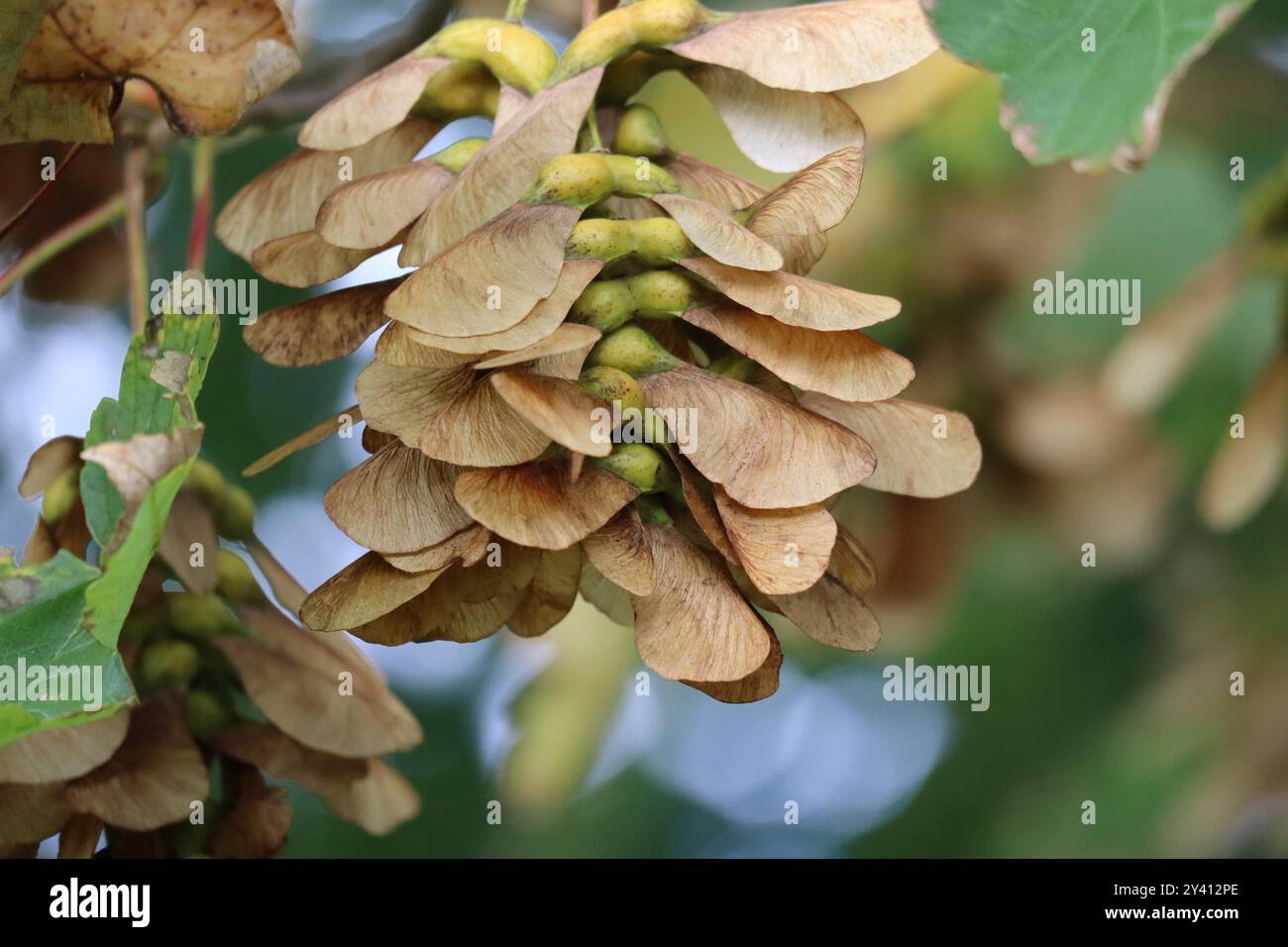 the Ash-leaved maple fruits begin to change Color in Autumn Stock Photo ...