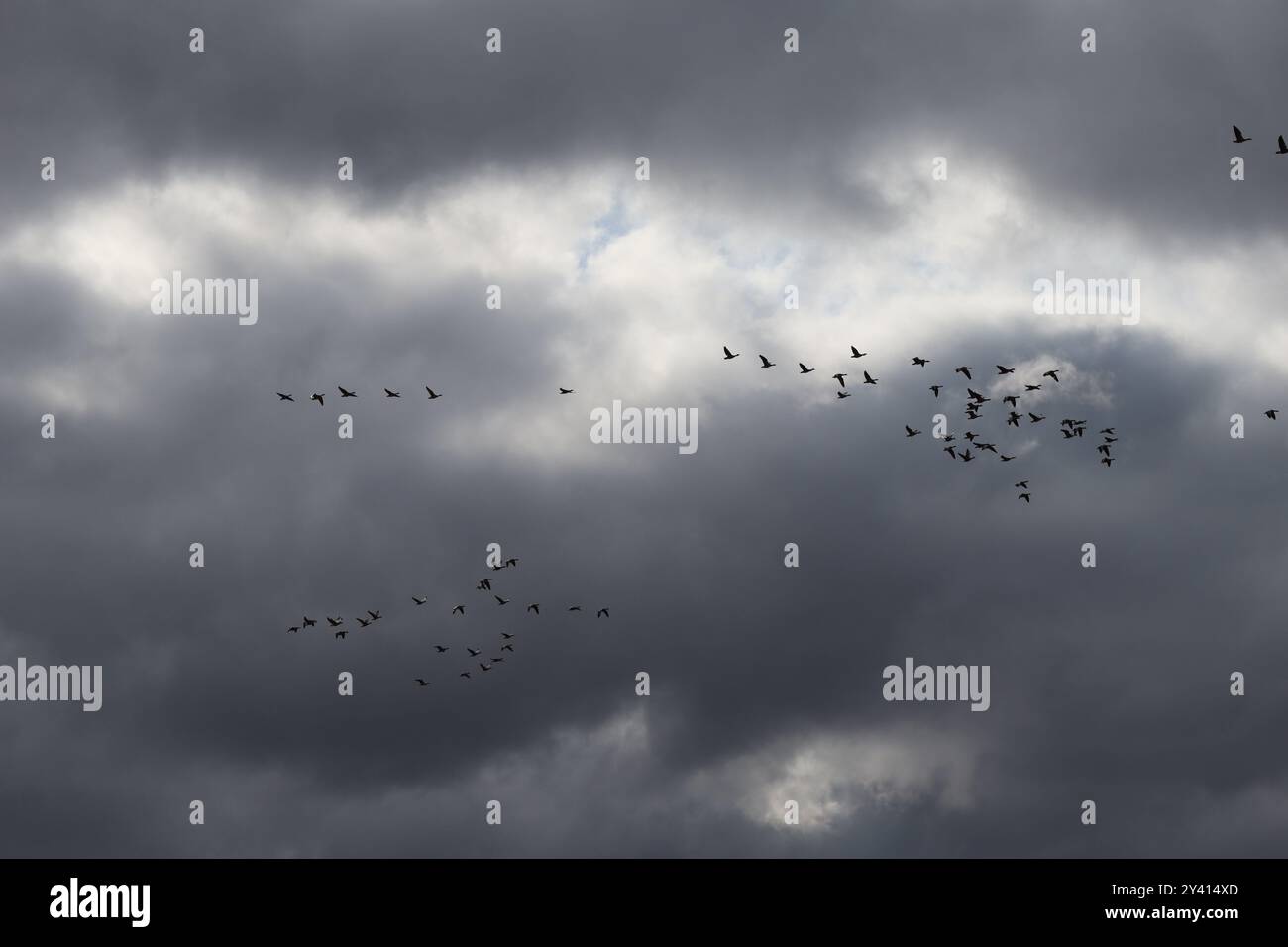 Egyptian geese change their Area Stock Photo - Alamy