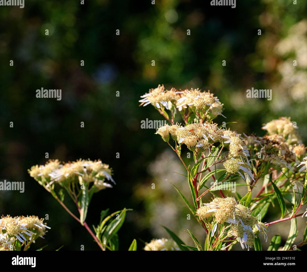 Baccharis is a genus of perennials and shrubs in the aster family. They ...