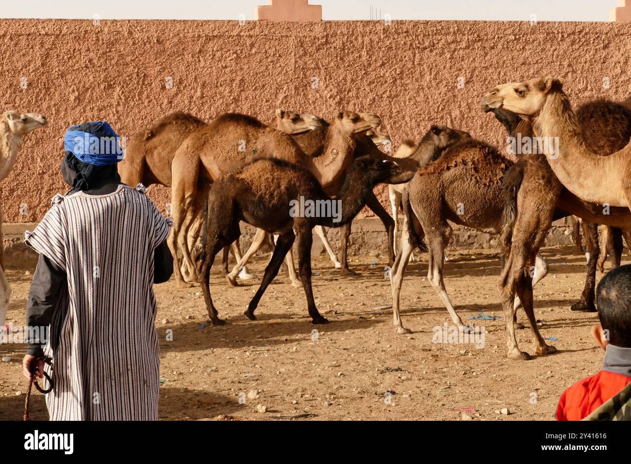 Guelmim called "the gateway to the desert, is known for its famous weekly camel market held ...