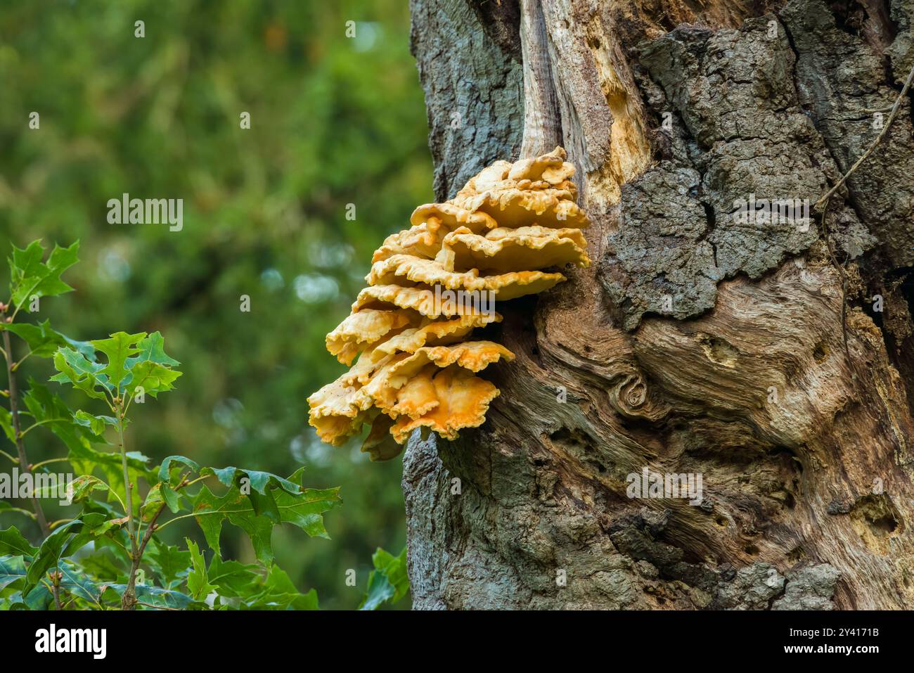 Chicken of the Woods (Aetiporus sulphureus) fungus on oak tree in ...