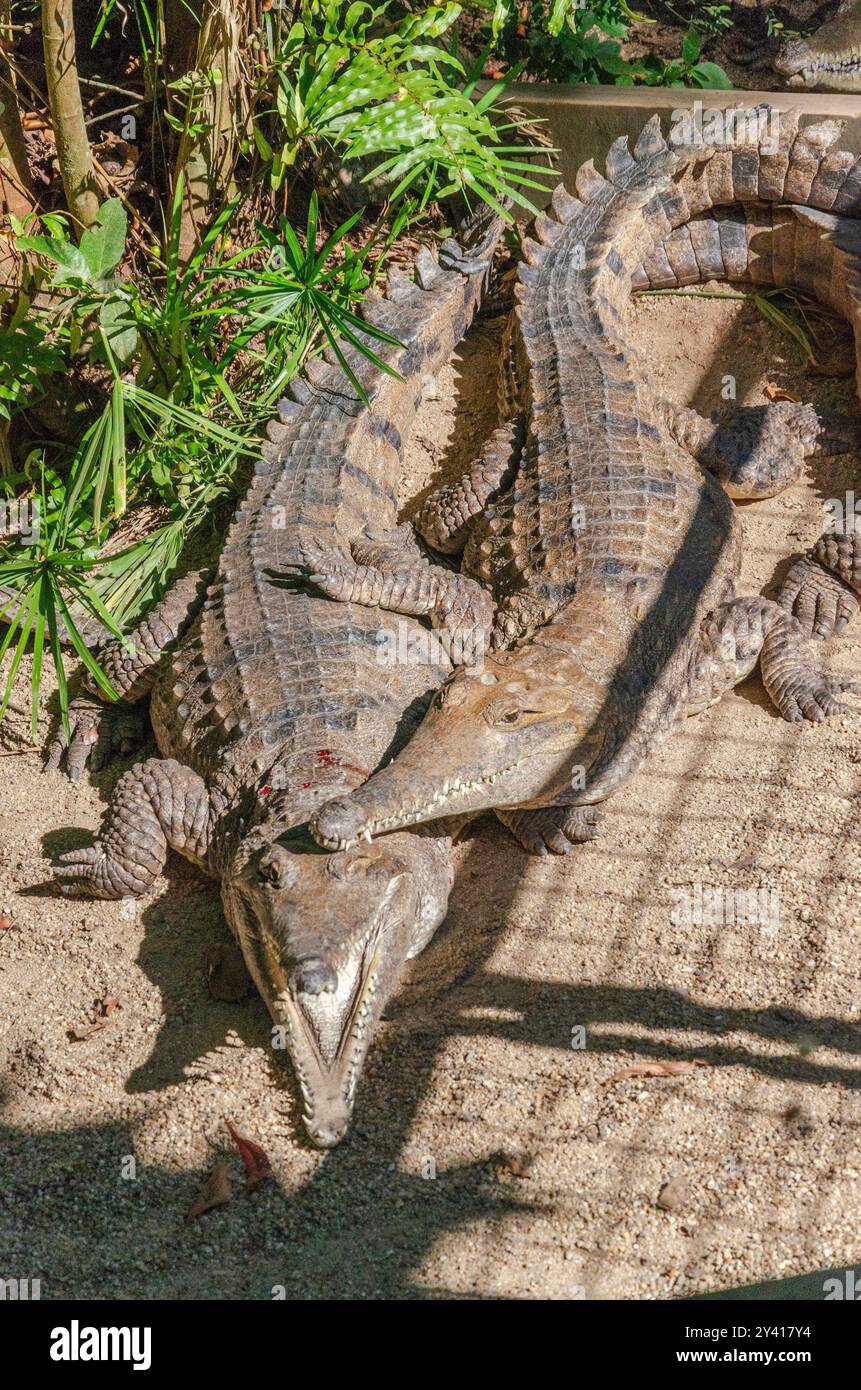Freshwater crocodiles in Kuranda Koala Gardens in Queensland, Australia ...