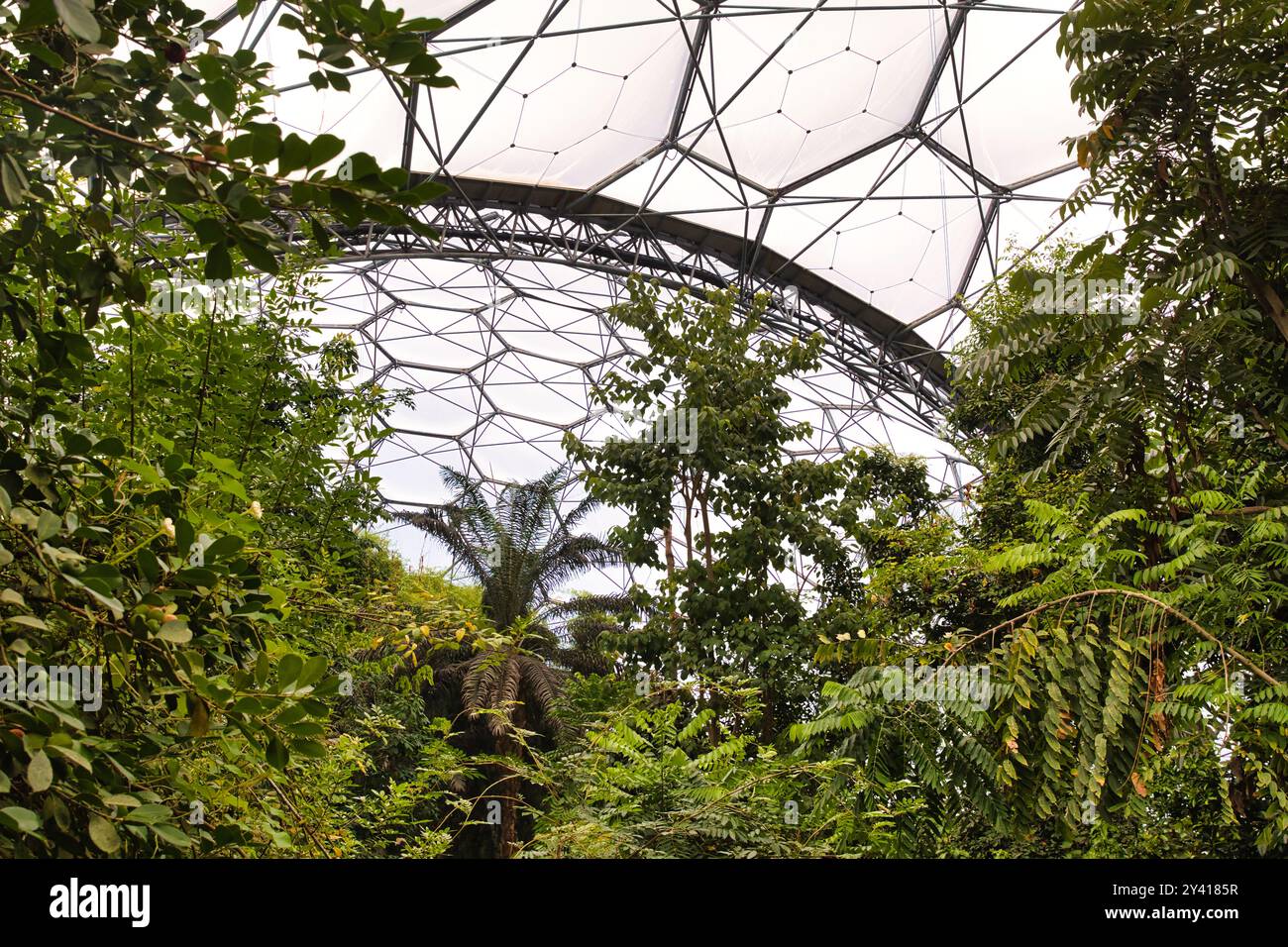 A lush green tropical rainforest under a large geodesic dome structure ...