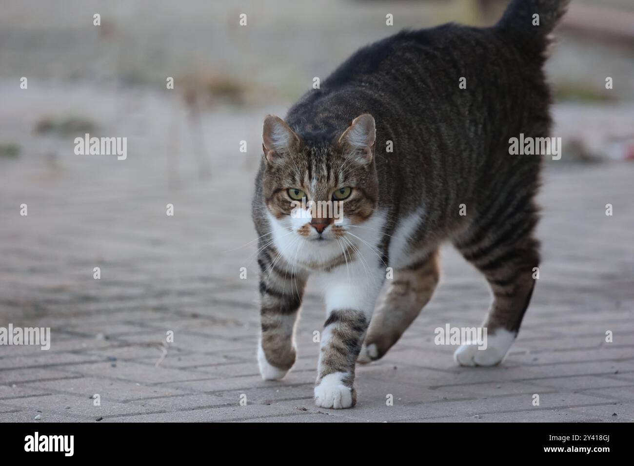 Photo of a cat walking towards the camera with one paw extended Stock ...