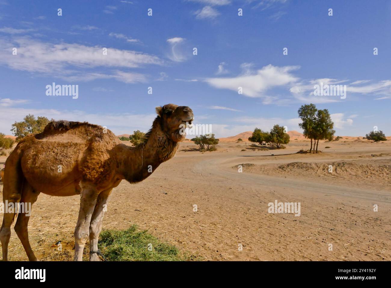 Merzouga, the gateway to the Sahara desert in the province of Al ...