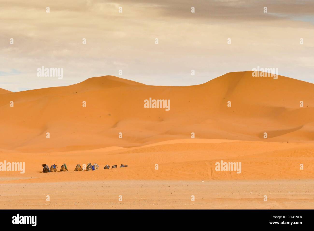 Merzouga, the gateway to the Sahara desert in the province of Al ...