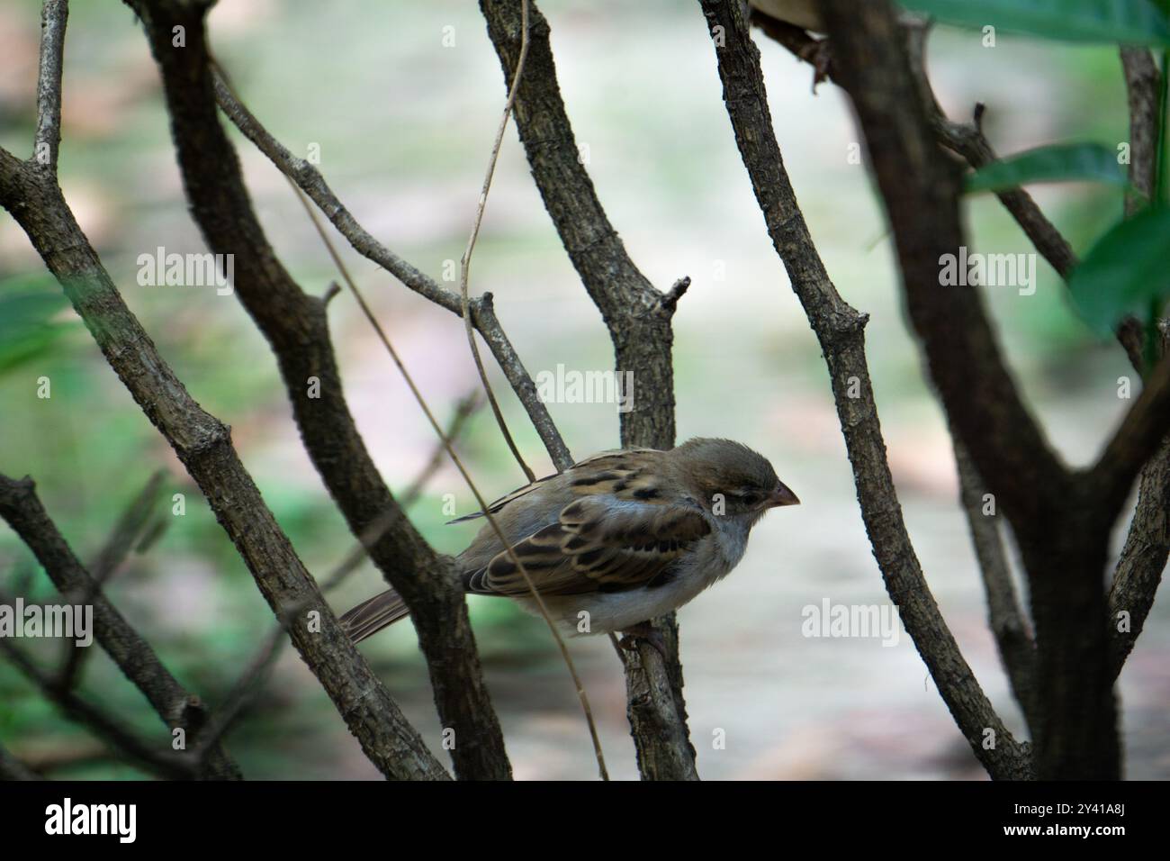 Set sparrows on branches hi-res stock photography and images - Alamy