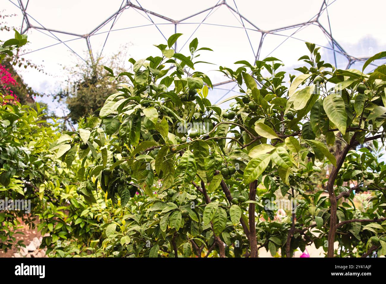 Plants structure includes hi-res stock photography and images - Alamy