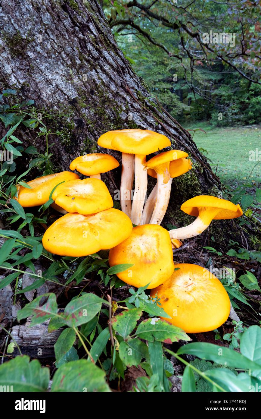 Jack-O'Lantern Mushroom (Omphalotus illudens) - Brevard, North Carolina ...