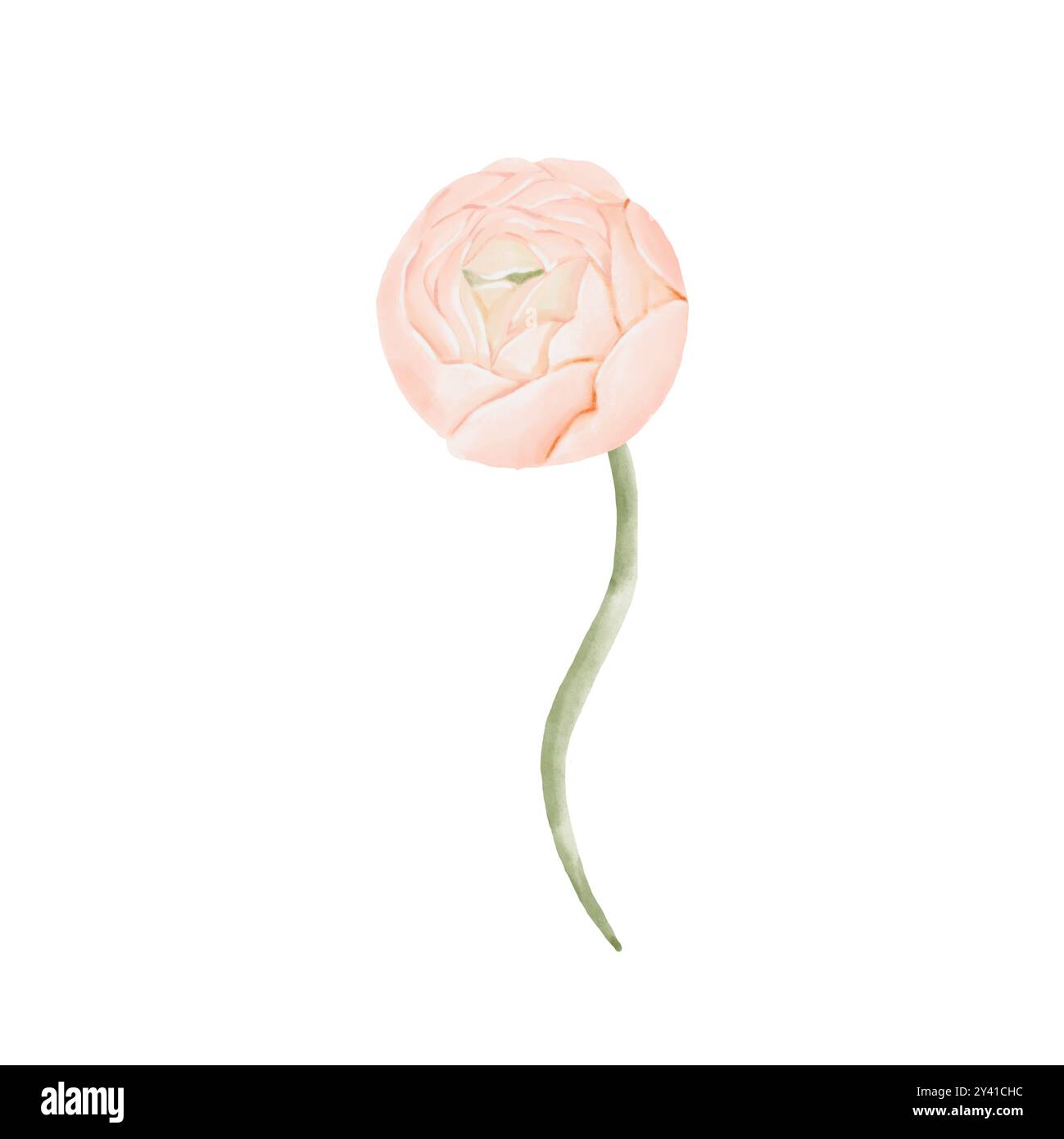 Ranunculus Flower Bud. Watercolor Hand drawn Floral illustration in ...