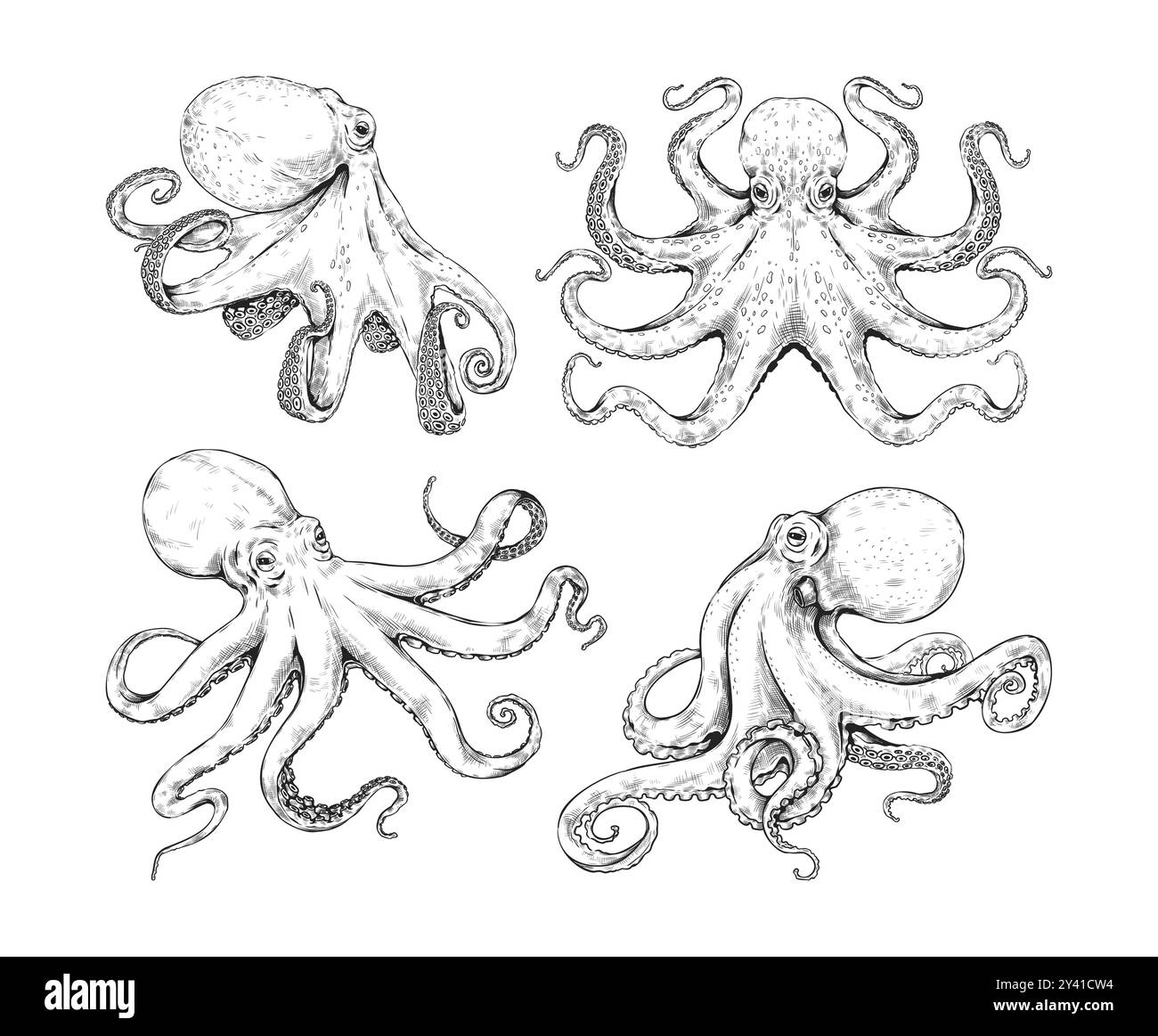 Octopus sketch. Sea animal, hand drawn retro squid as black and white ...