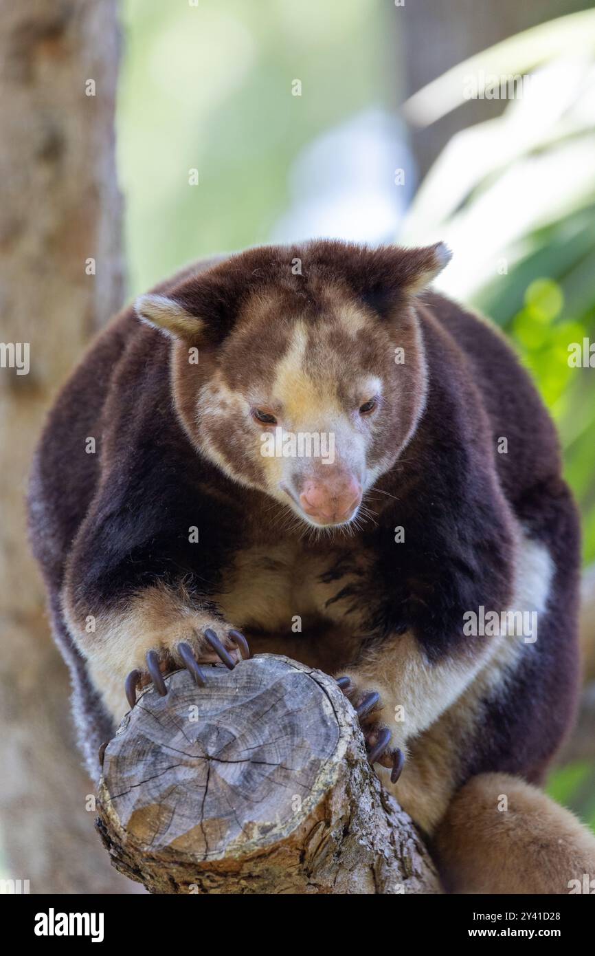 New guinea rainforest tree kangaroo hi-res stock photography and images ...