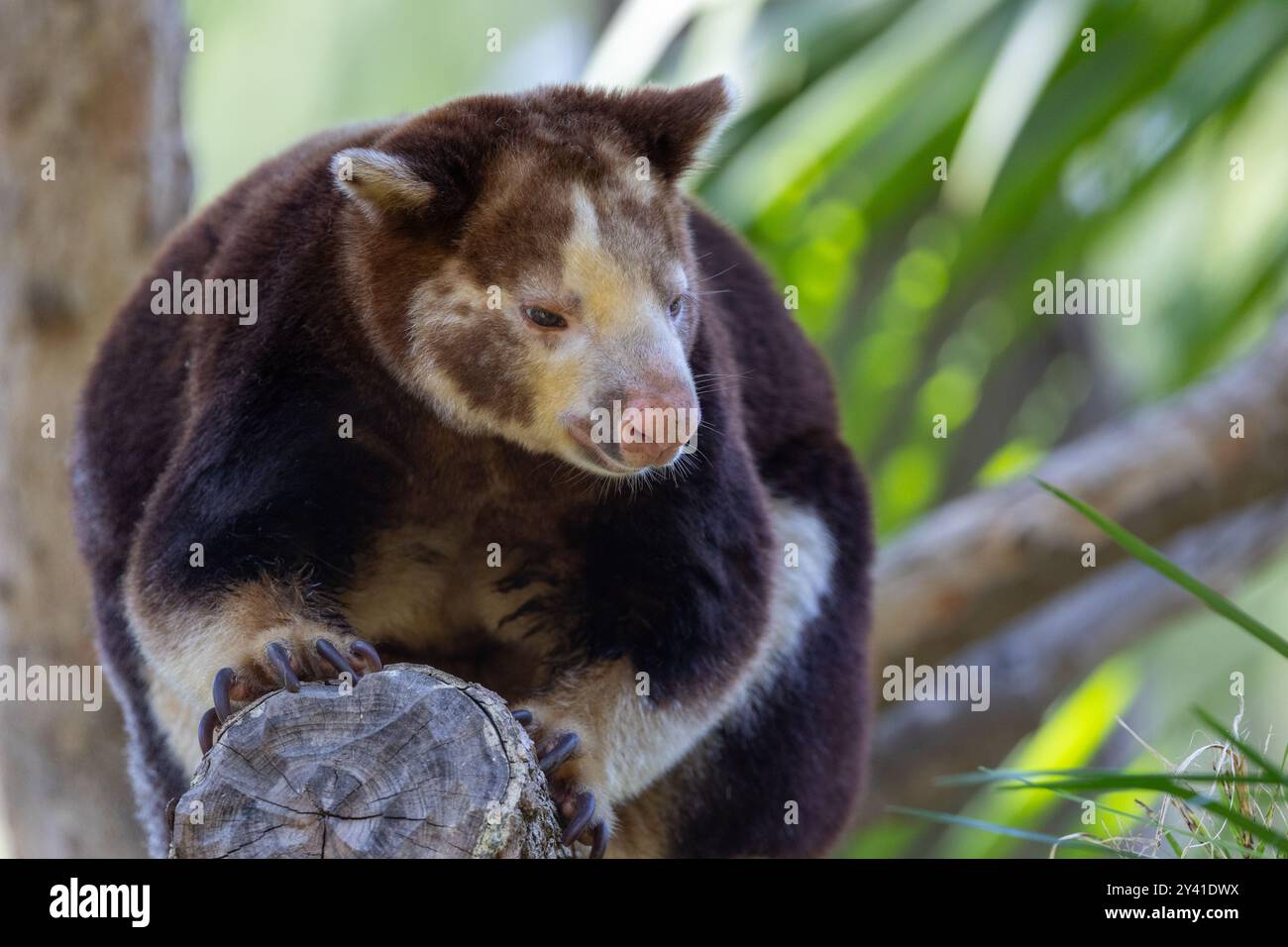 New guinea rainforest tree kangaroo hi-res stock photography and images ...