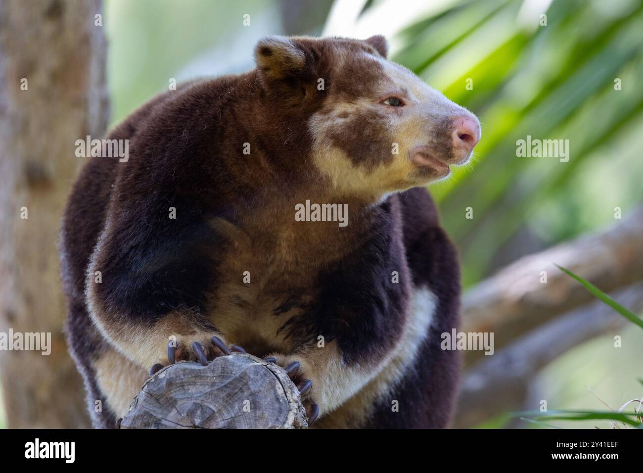 New guinea rainforest tree kangaroo hi-res stock photography and images ...