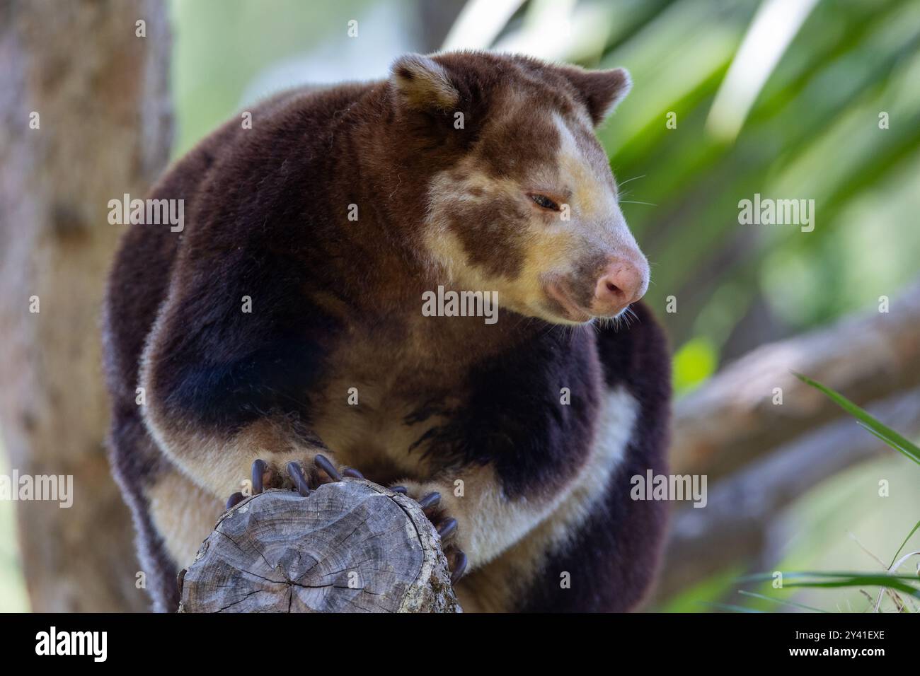 Tree kangaroo papua new guinea hi-res stock photography and images - Alamy